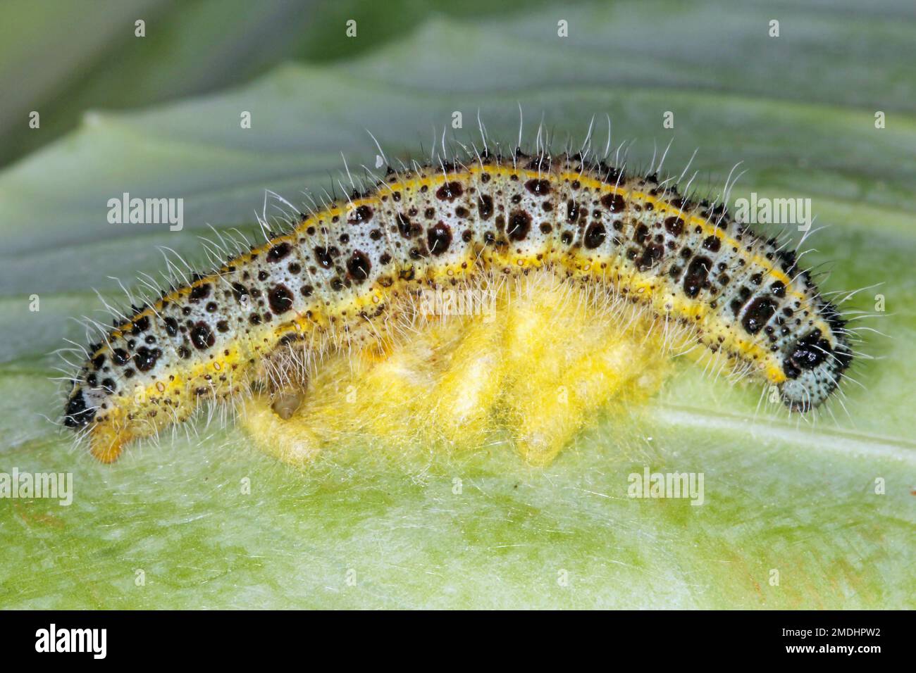 Cocoons of the parasitic wasp Cotesia glomeratus next to the remains of ...