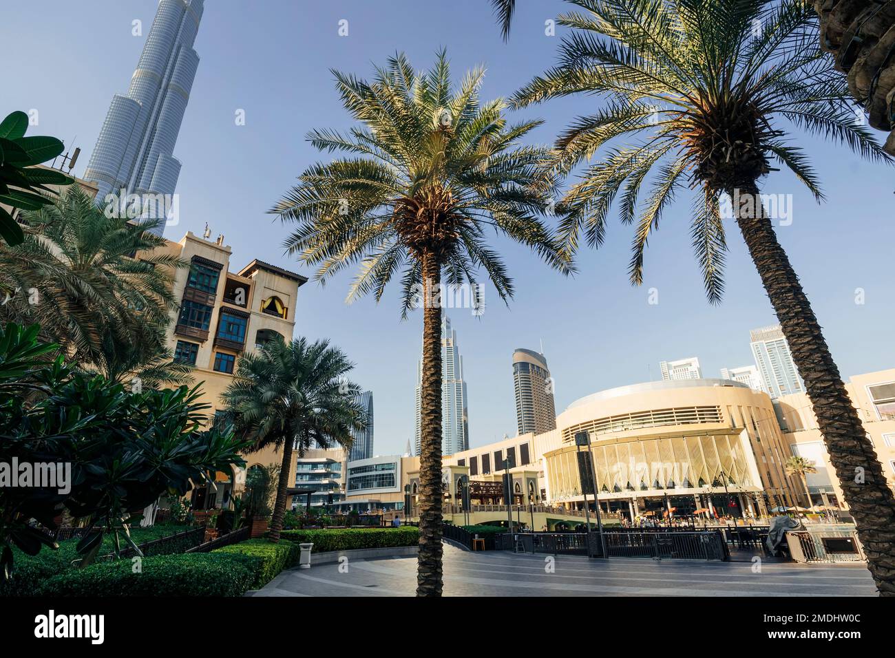 palm trees and tall skyscrapers in downtown Dubai United Arab Emirates ...