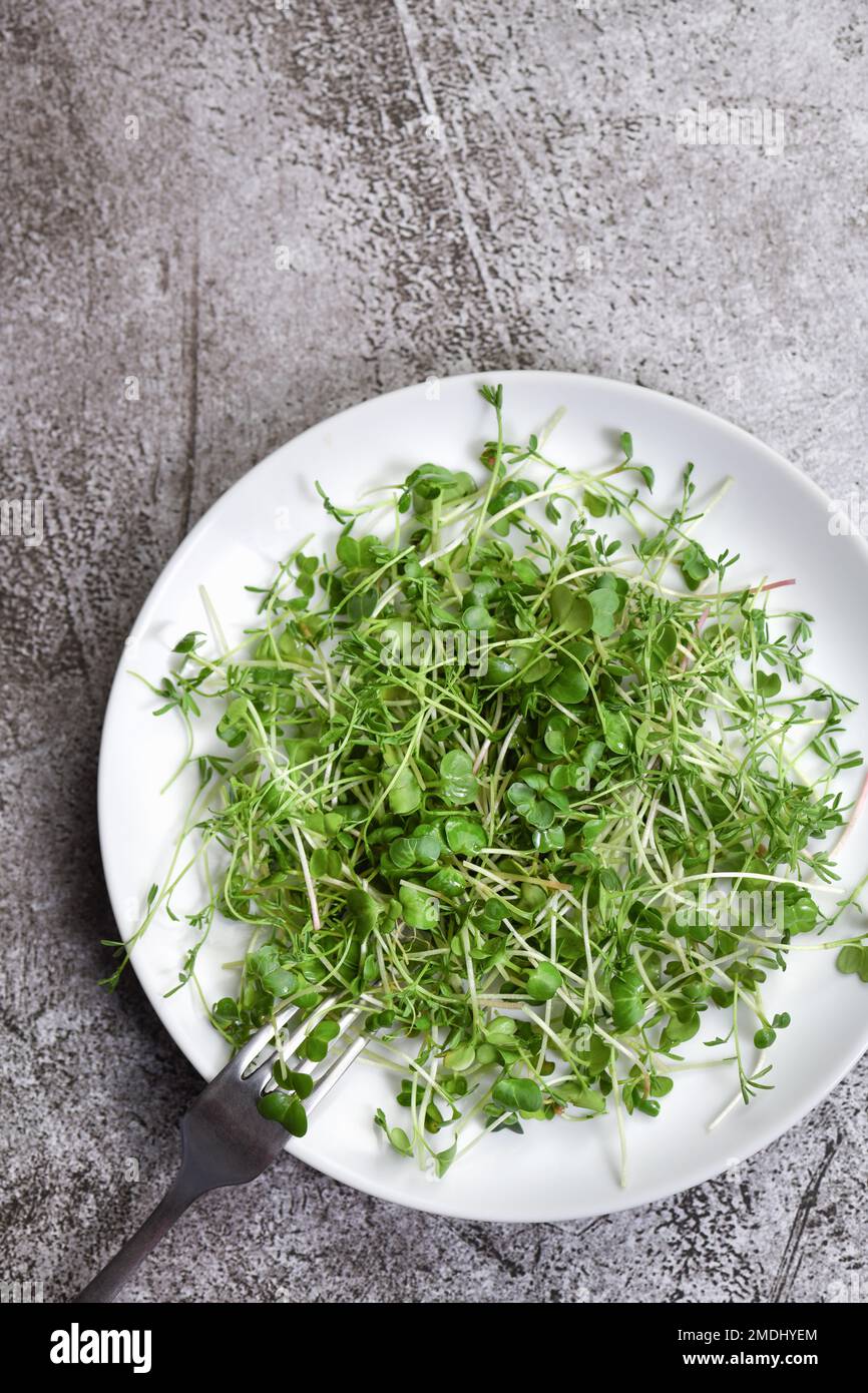 A plate with different varieties of germinated microgreen sprouts on a ...