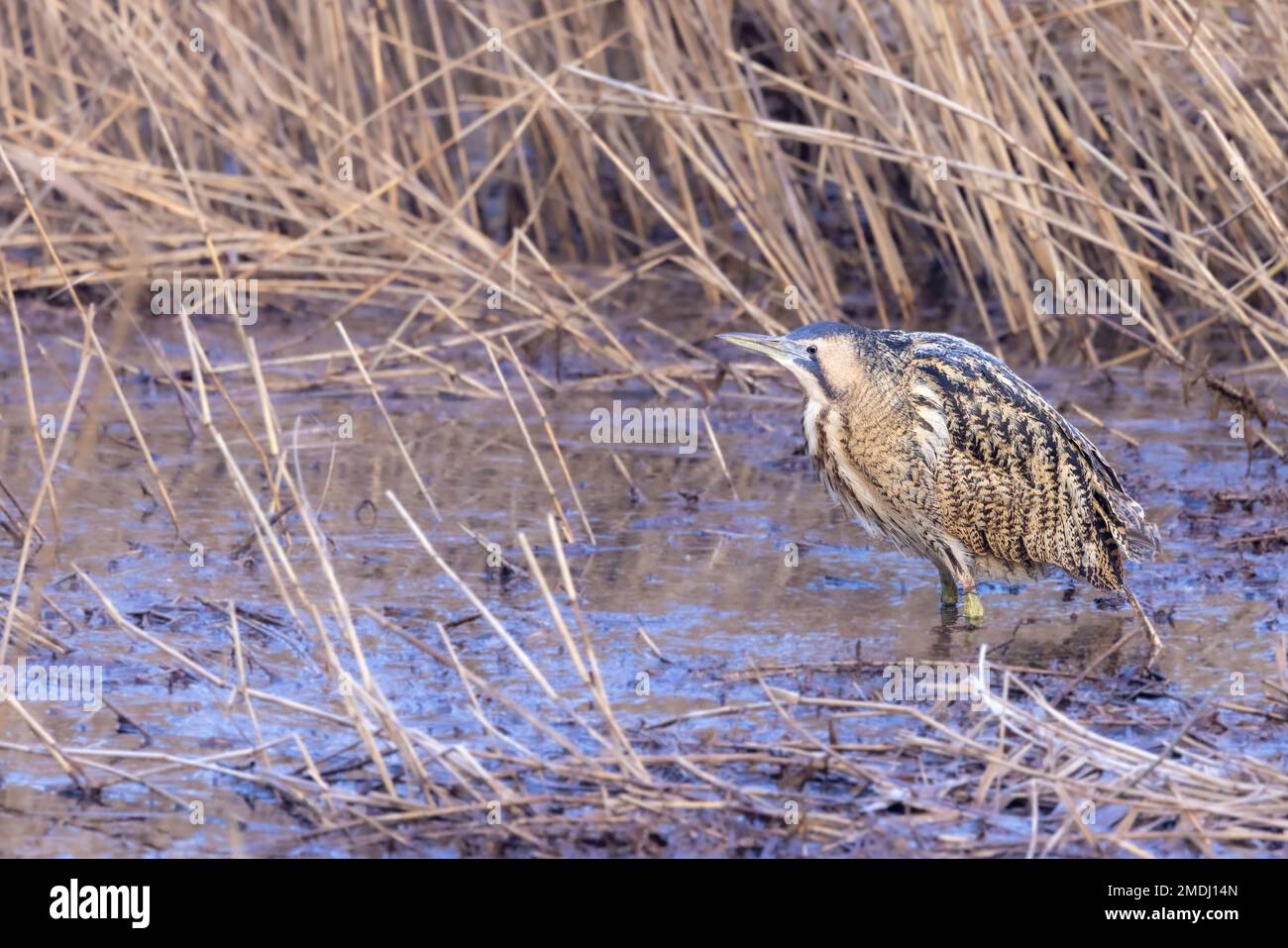 Oiseau butor hi-res stock photography and images - Alamy
