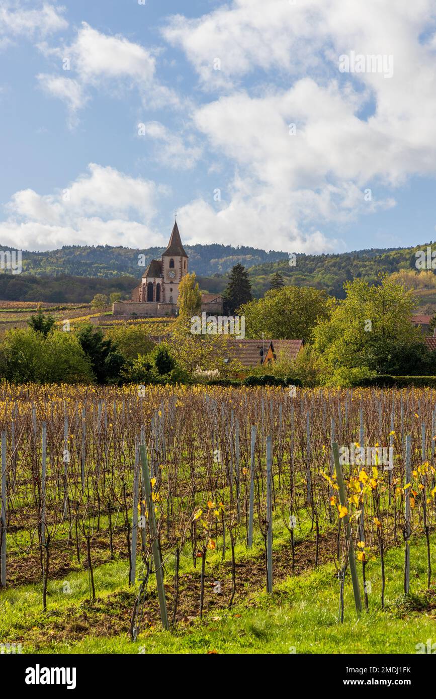 France, Haut-Rhin (68), Route des vins d'Alsace, Hunawihr, labellisé ...
