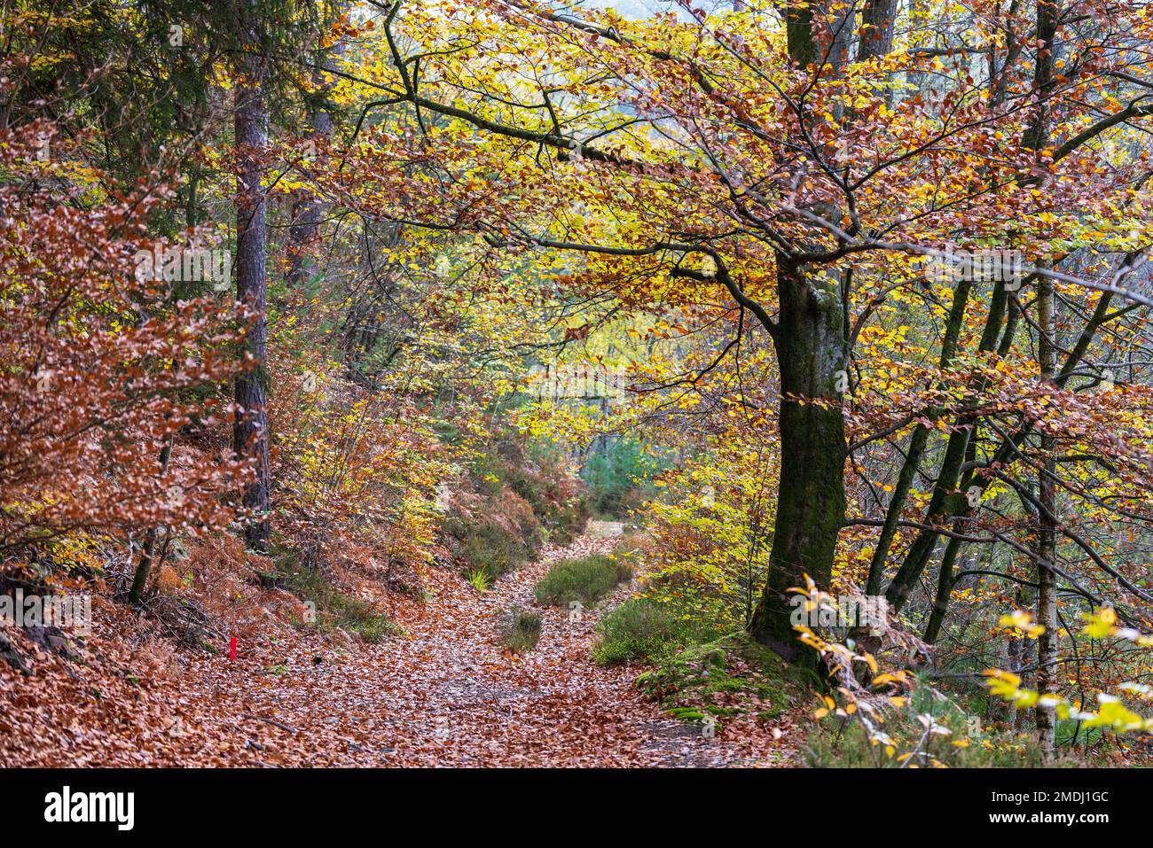 Automne colors hi-res stock photography and images - Alamy