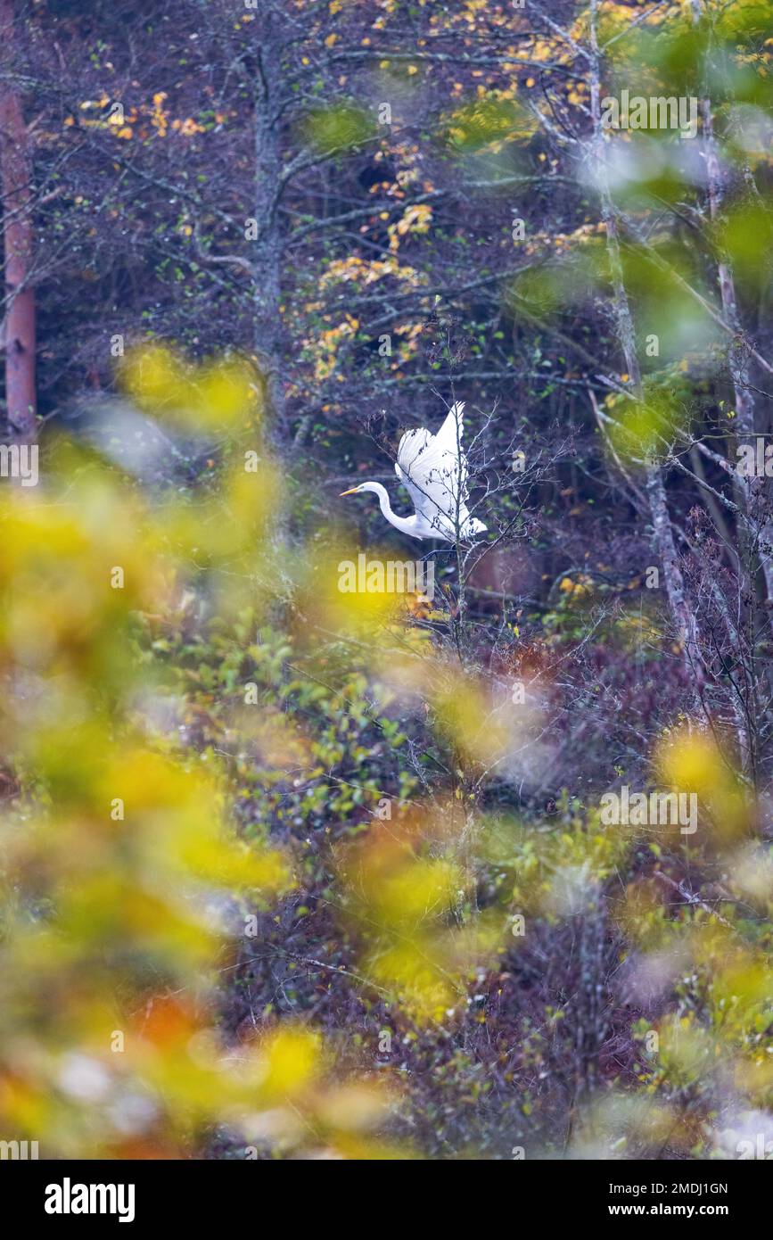 Aigrette en vol hi-res stock photography and images - Alamy