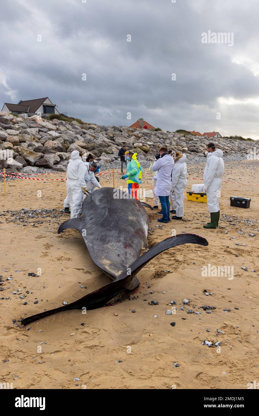 Hyperoodon ampullatus-Female beaked whale stranded on Sangatte beach ...