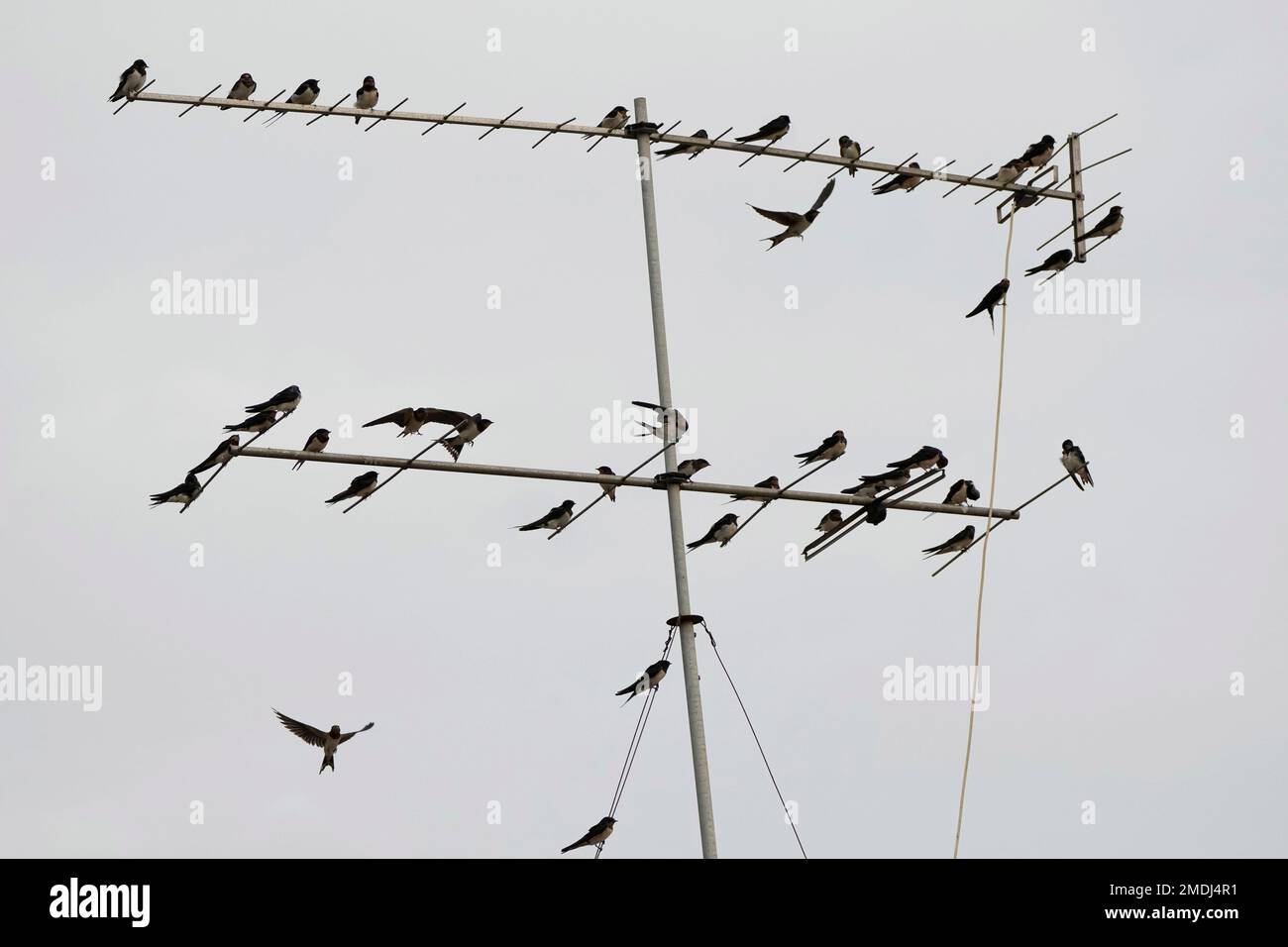 Swallows are perched on TV antennas, in Rome, Wednesday, Sept. 15, 2021 ...