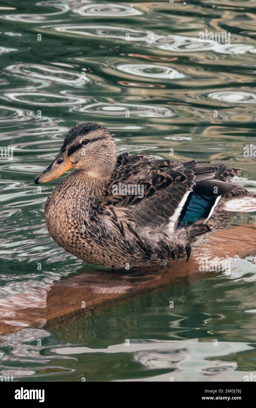 Shot of a duck swimming in Jardin du carrousel, Paris, France Stock ...