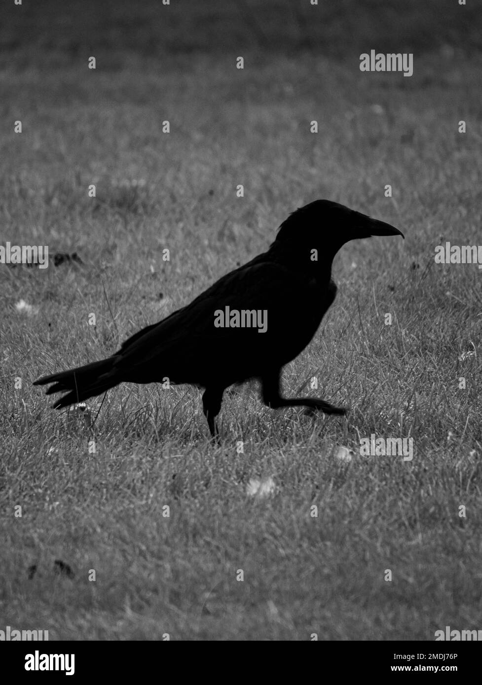 Black and white shot of a crow (Corvus) in Jardin du carrousel, Paris ...