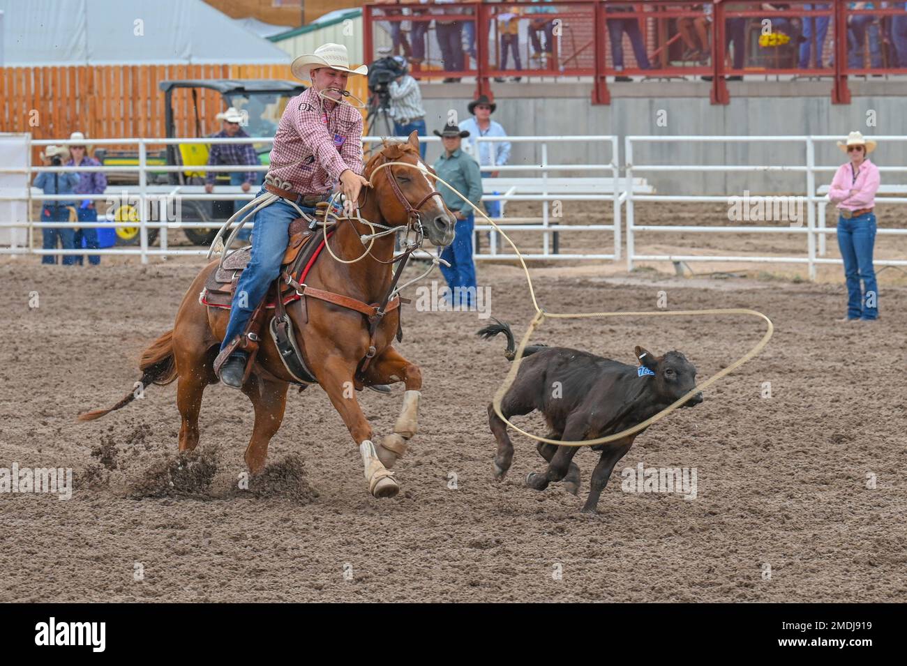 A cowboy participates in calf roping during Cheyenne Frontier Days ...