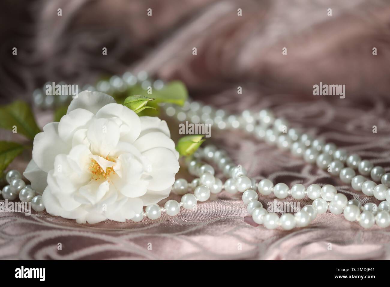 white beautiful rose with pearls on pink background. romantic. copy ...