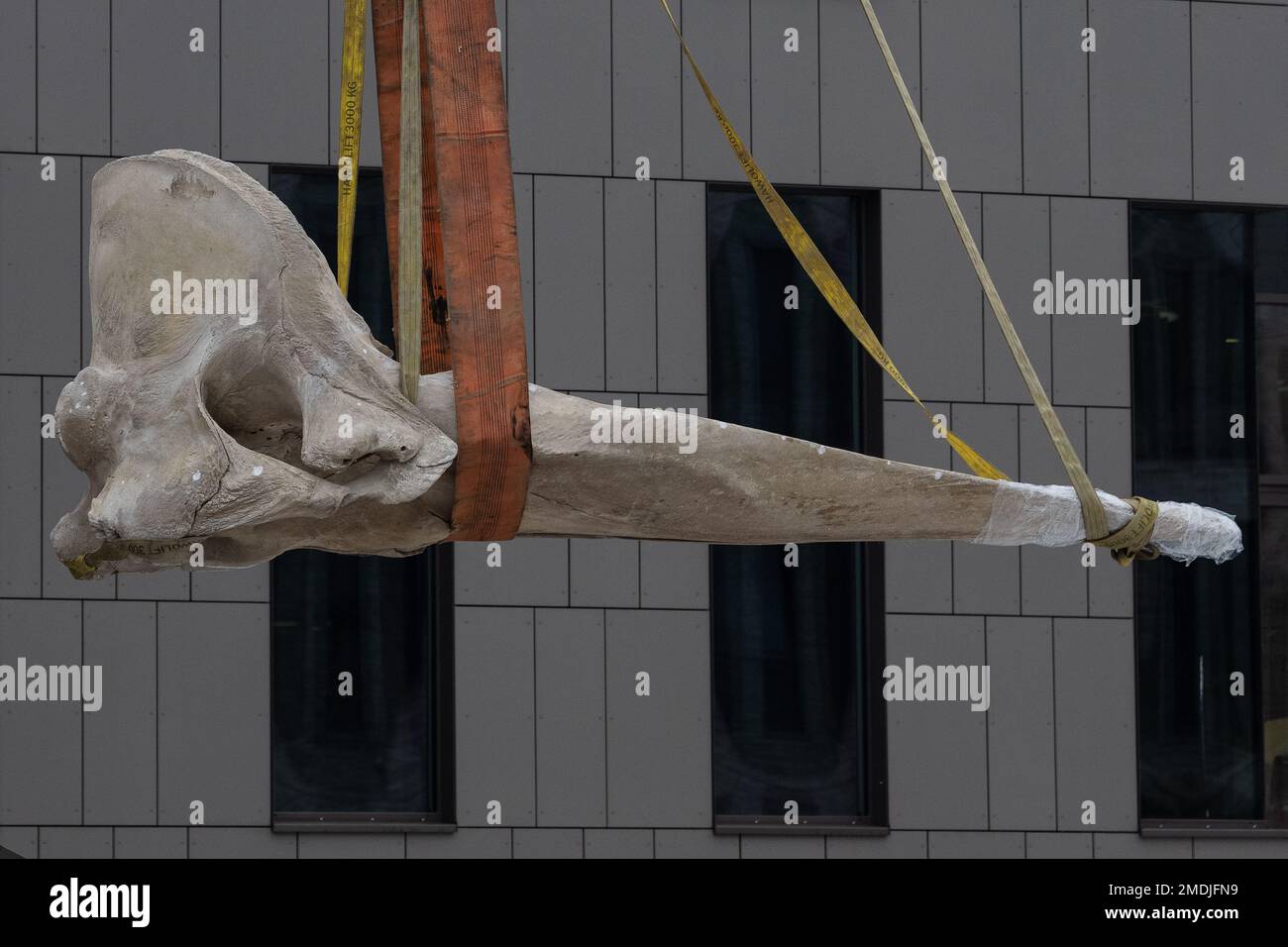 23 January 2023, Lower Saxony, Göttingen: The upper jaw from a sperm ...