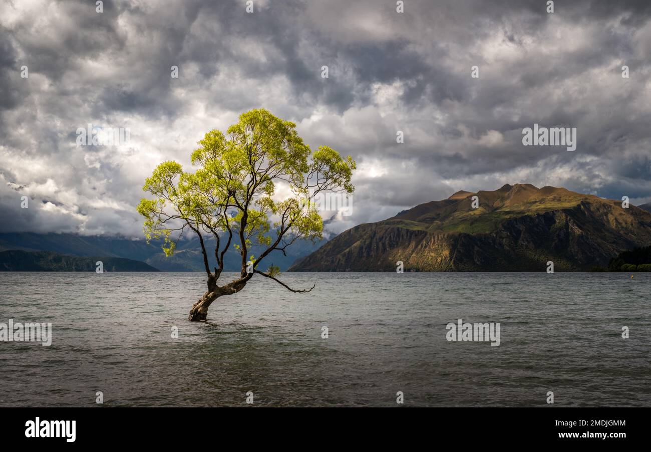The Wanaka Tree at lake Wananka in the South Island of New Zealand lit ...