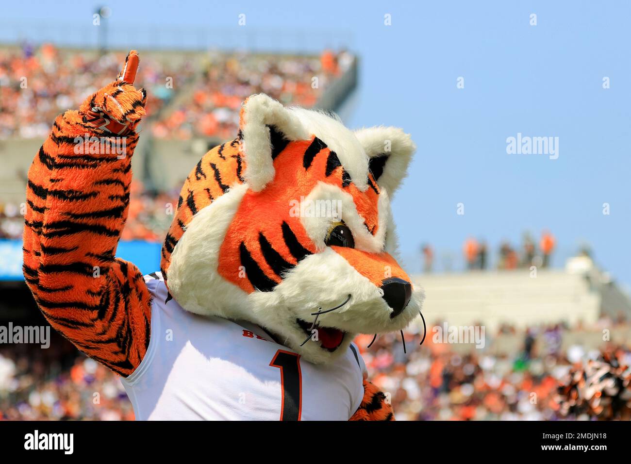 Cincinnati mascot Who Dey performs against the Minnesota Vikings during ...