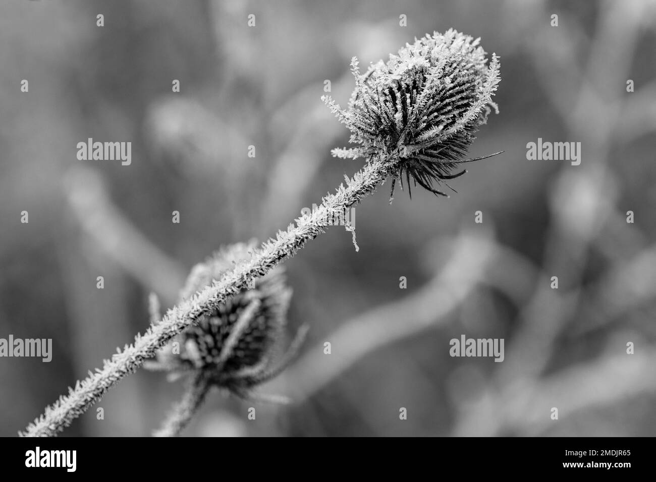 Frost flowers Black and White Stock Photos & Images - Alamy