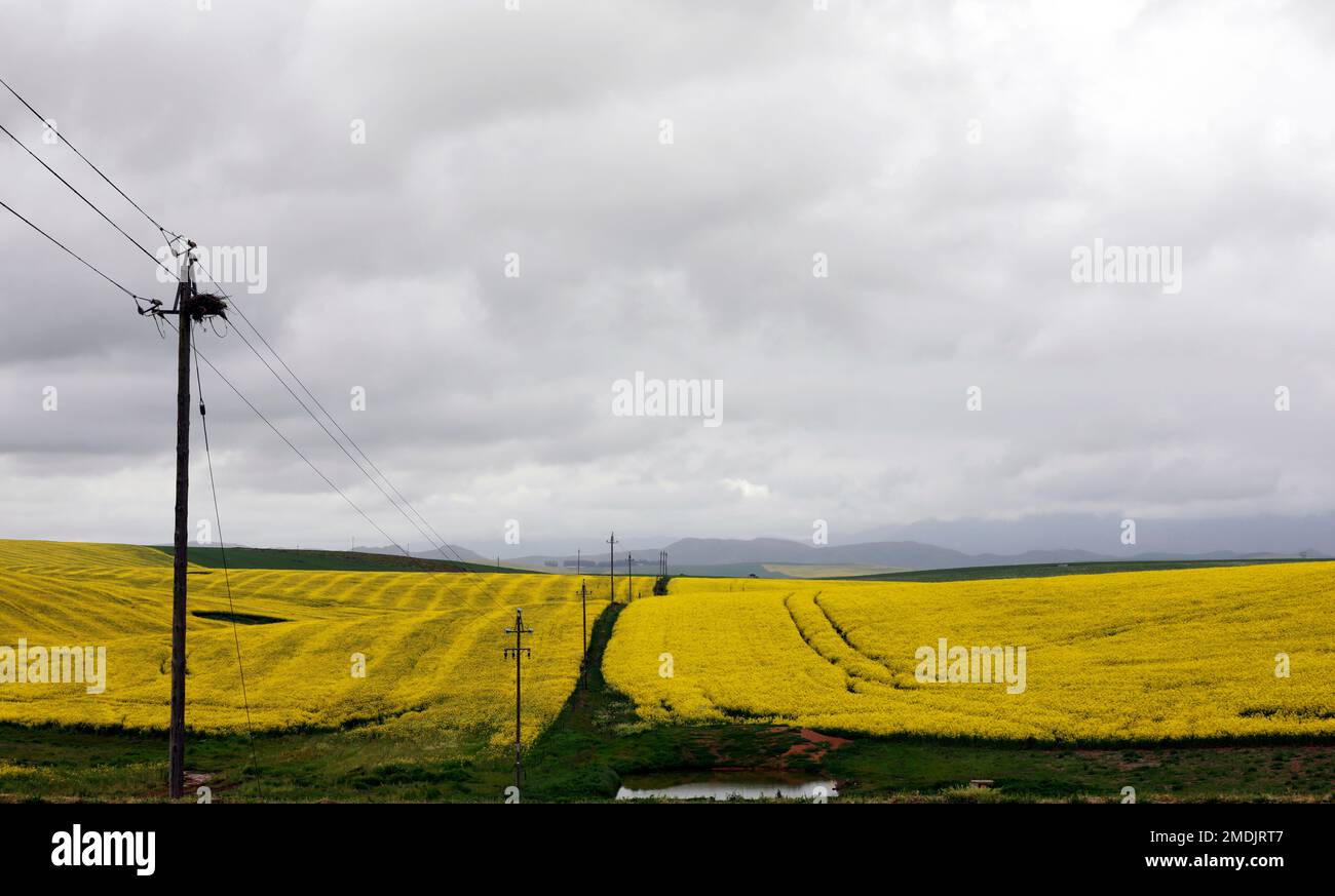 A field of flowering canola crops are seen on a farm outside Heidelberg ...