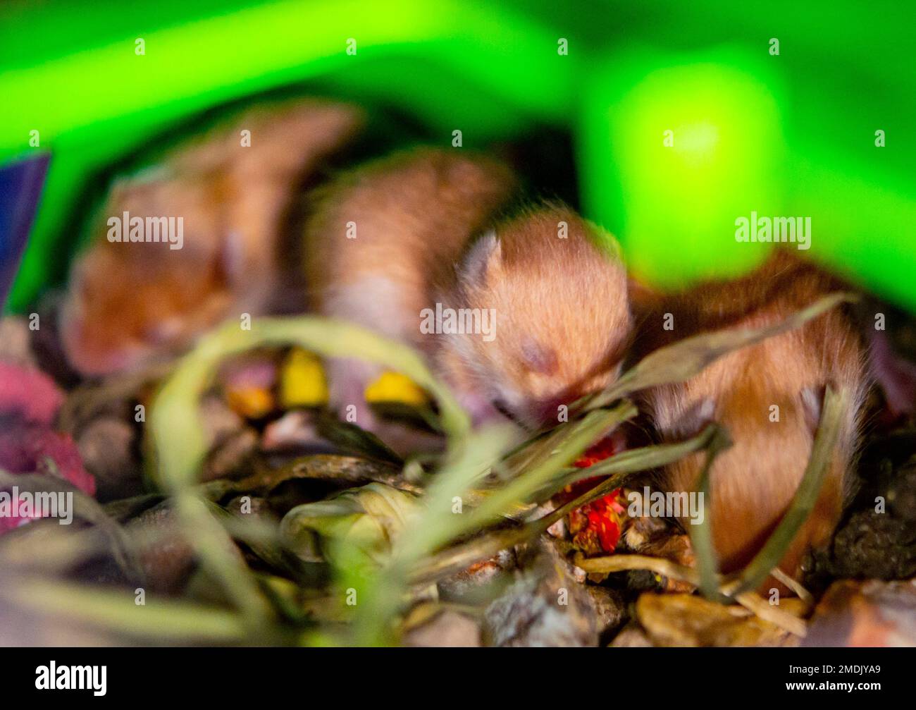 Hamster nest close-up. Many small hamsters in grass nest. Newborn ...