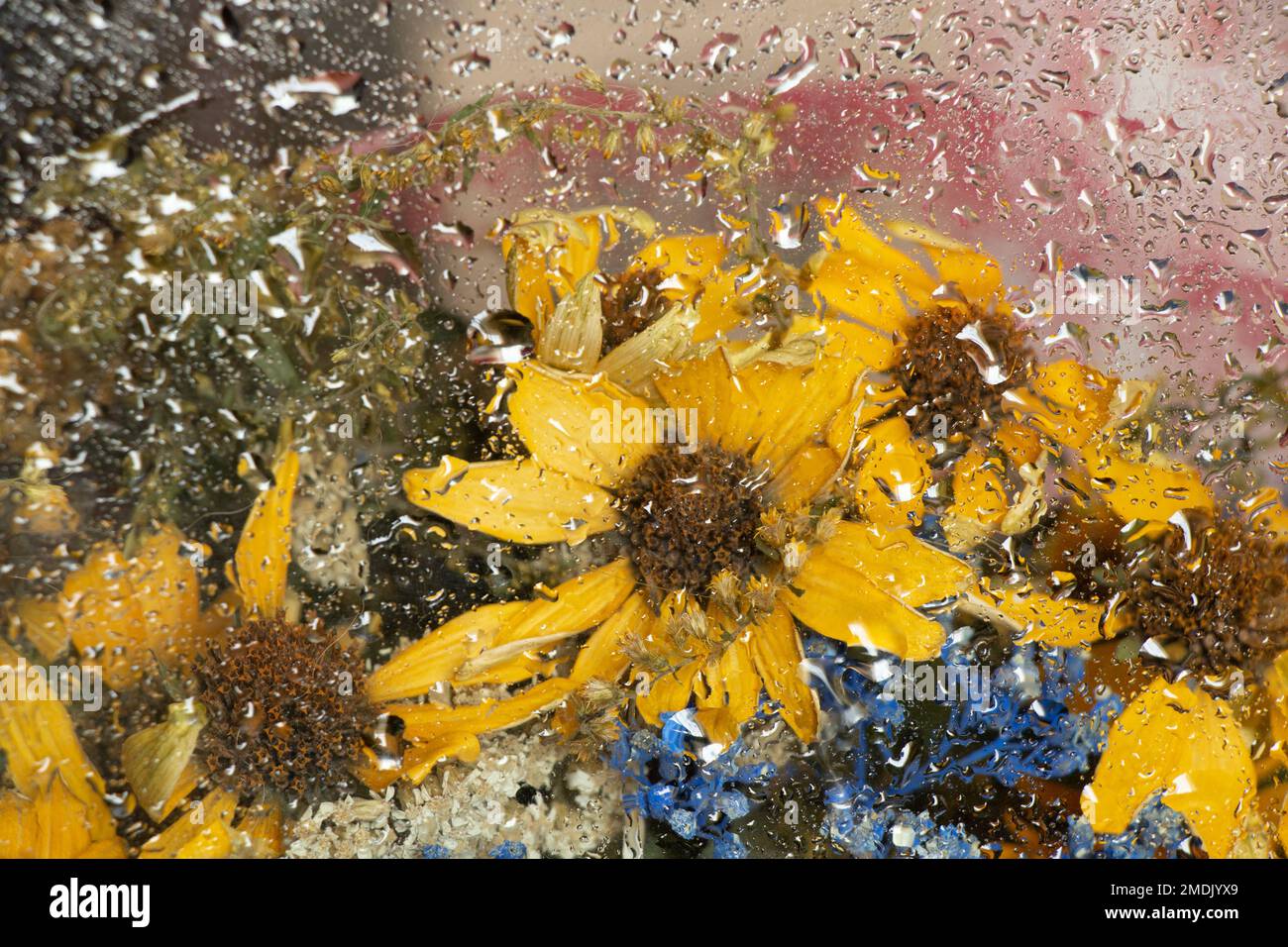 a bouquet of wild blue and yellow flowers dried up behind wet glass as ...