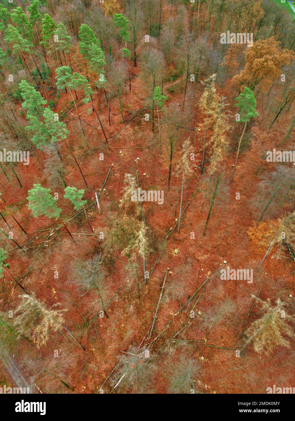 An aerial view of fall foliage trees in the forest Stock Photo - Alamy