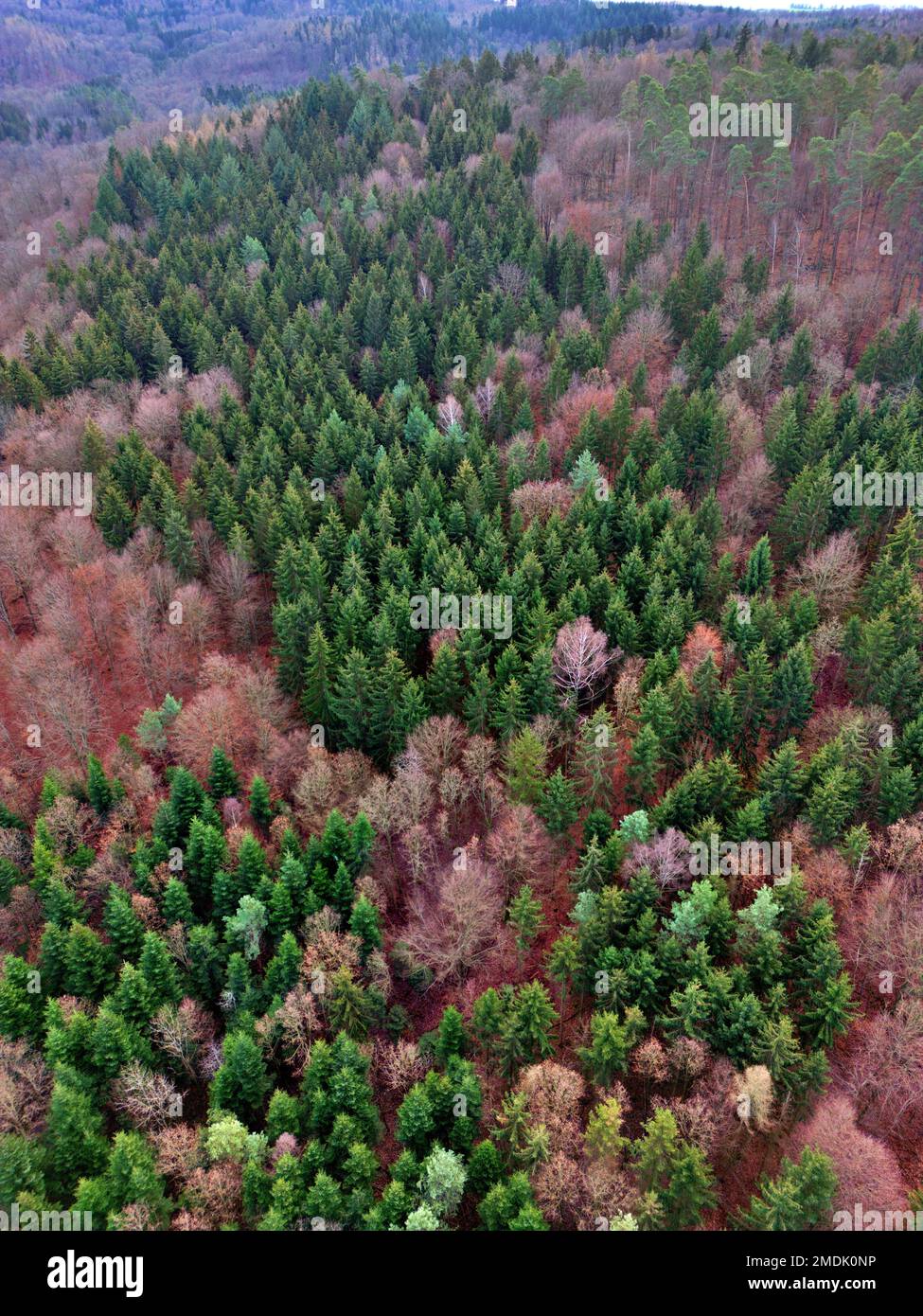 An aerial view of fall foliage trees in the forest Stock Photo - Alamy
