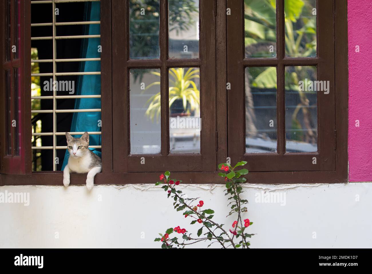 Cat looking out through window Stock Photo - Alamy
