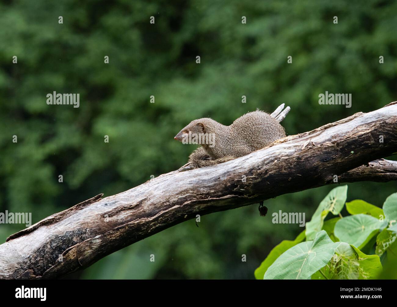 Mongoose on a tree branch Stock Photo - Alamy