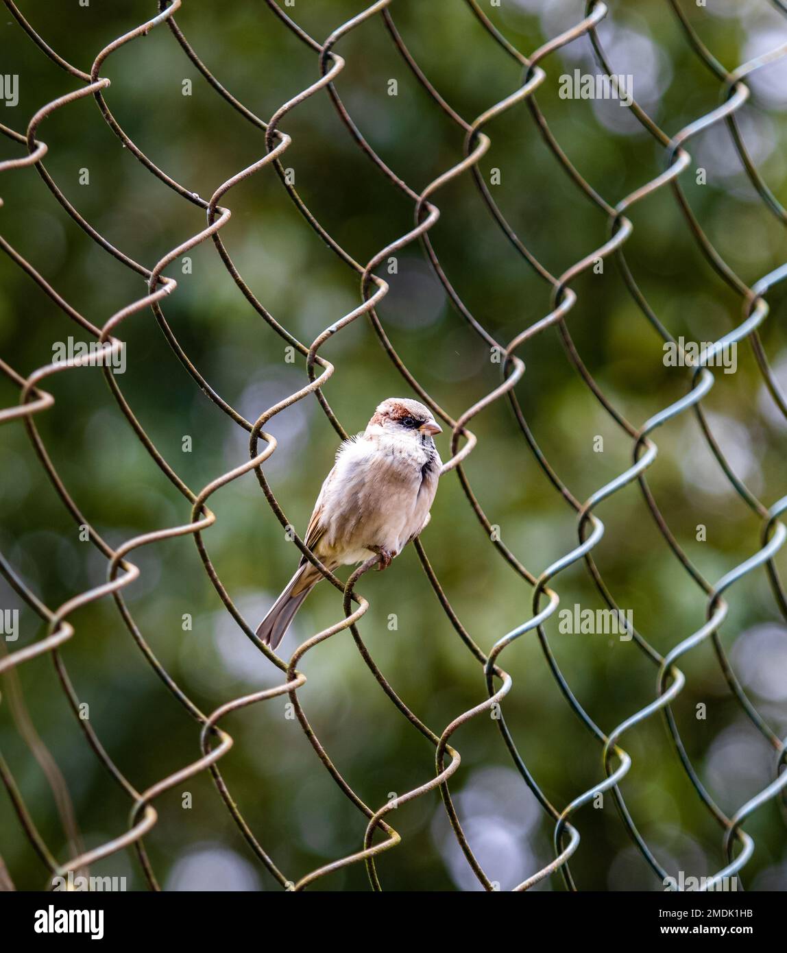 Indian sparrow sitting on a fence Stock Photo - Alamy