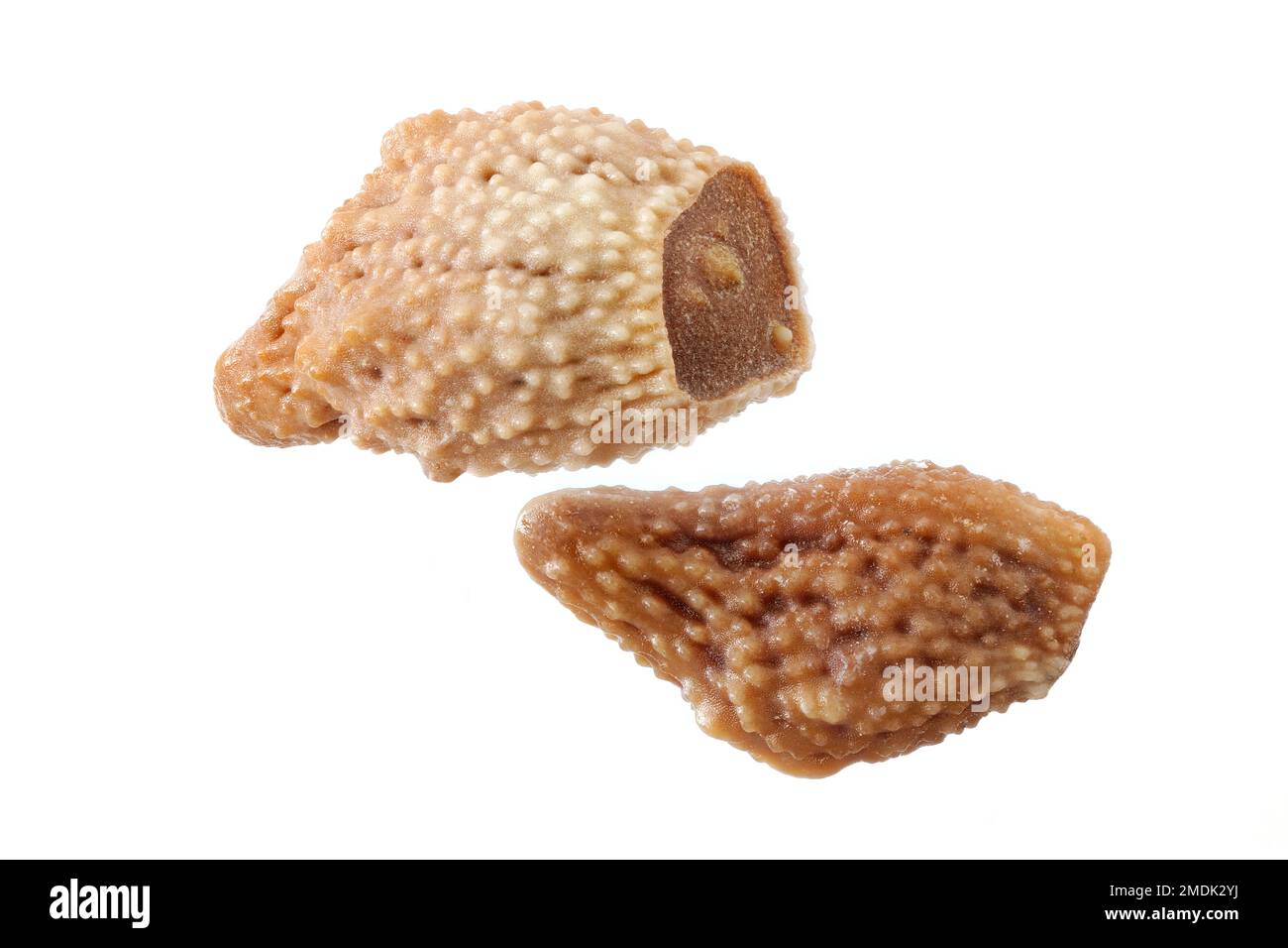 Buglossoides arvensis, Field gromwell, Acker-Steinsame, close up, seeds ...