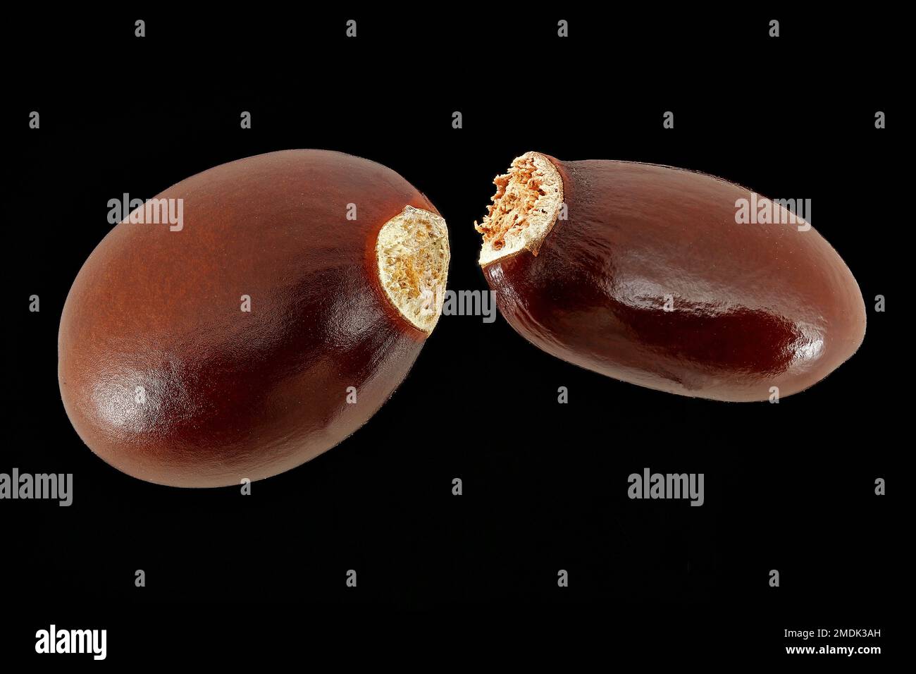 Litchi chinensis, Lychee, Litchi, close up, seeds, 15-20 mm long Stock ...