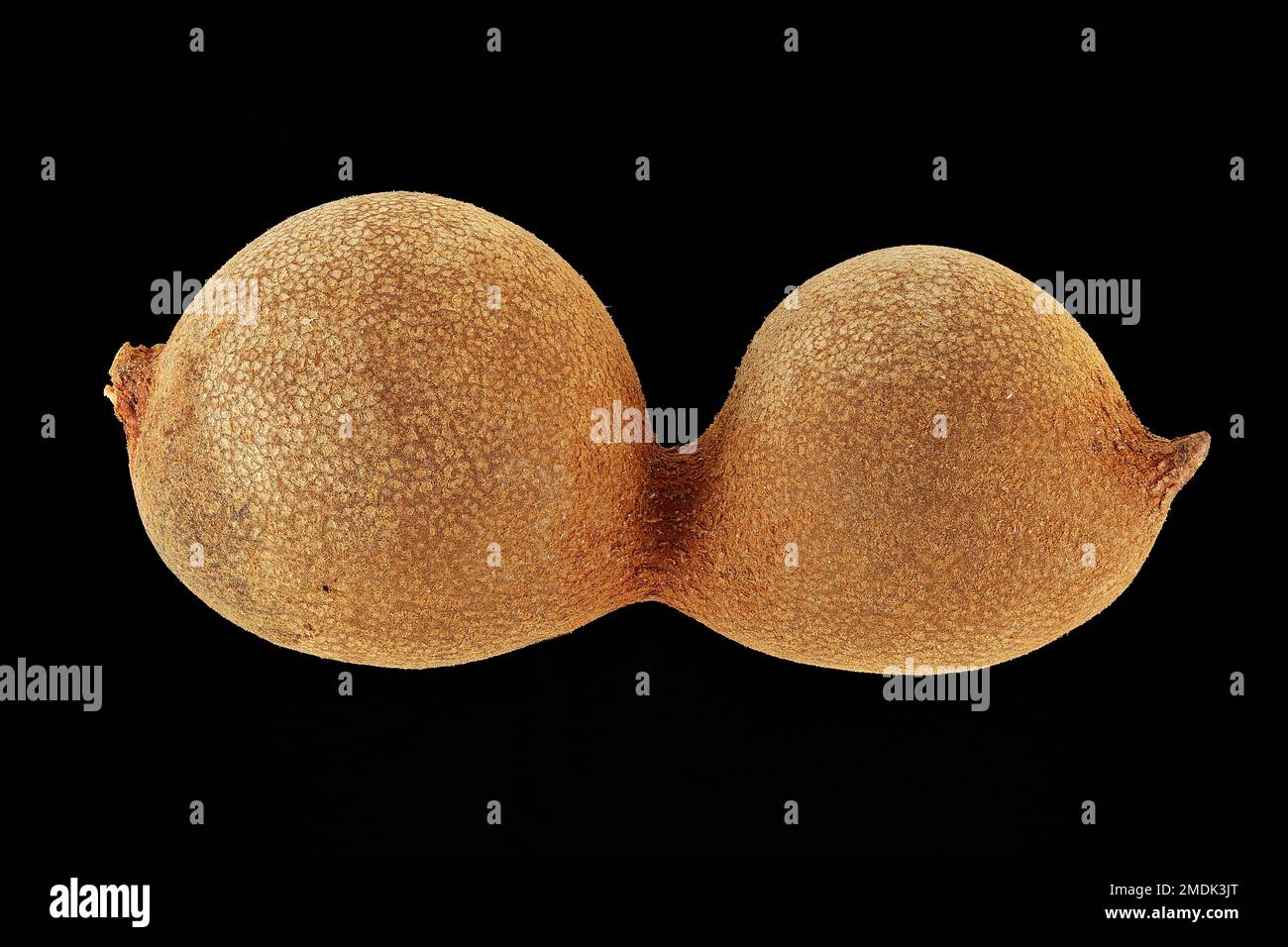 Close up tamarind fruit hi-res stock photography and images - Alamy