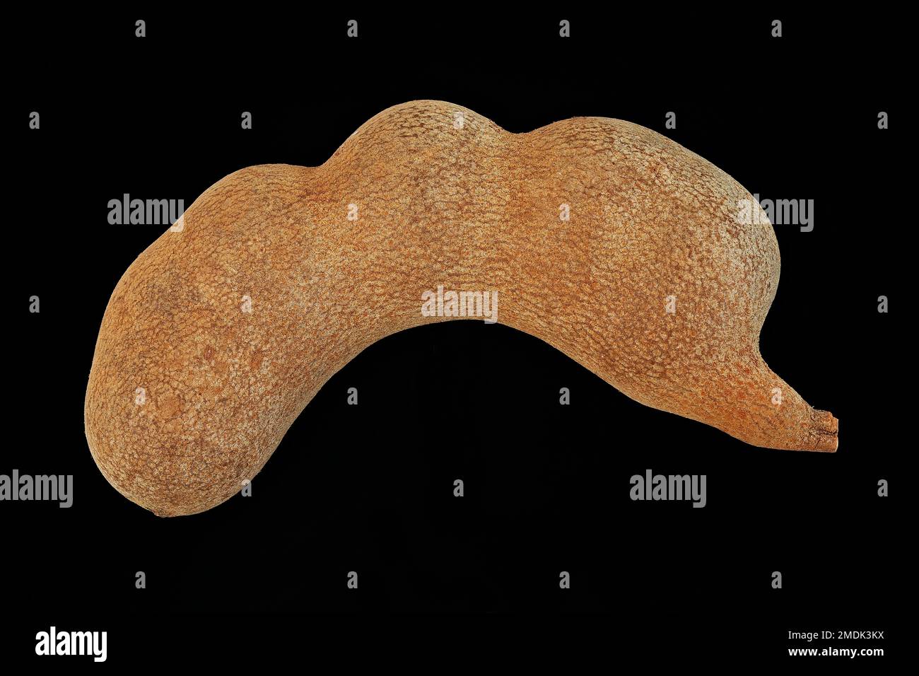 Tamarindus indica, Tamarind, Tamarindenbaum, close up, fruit Stock ...