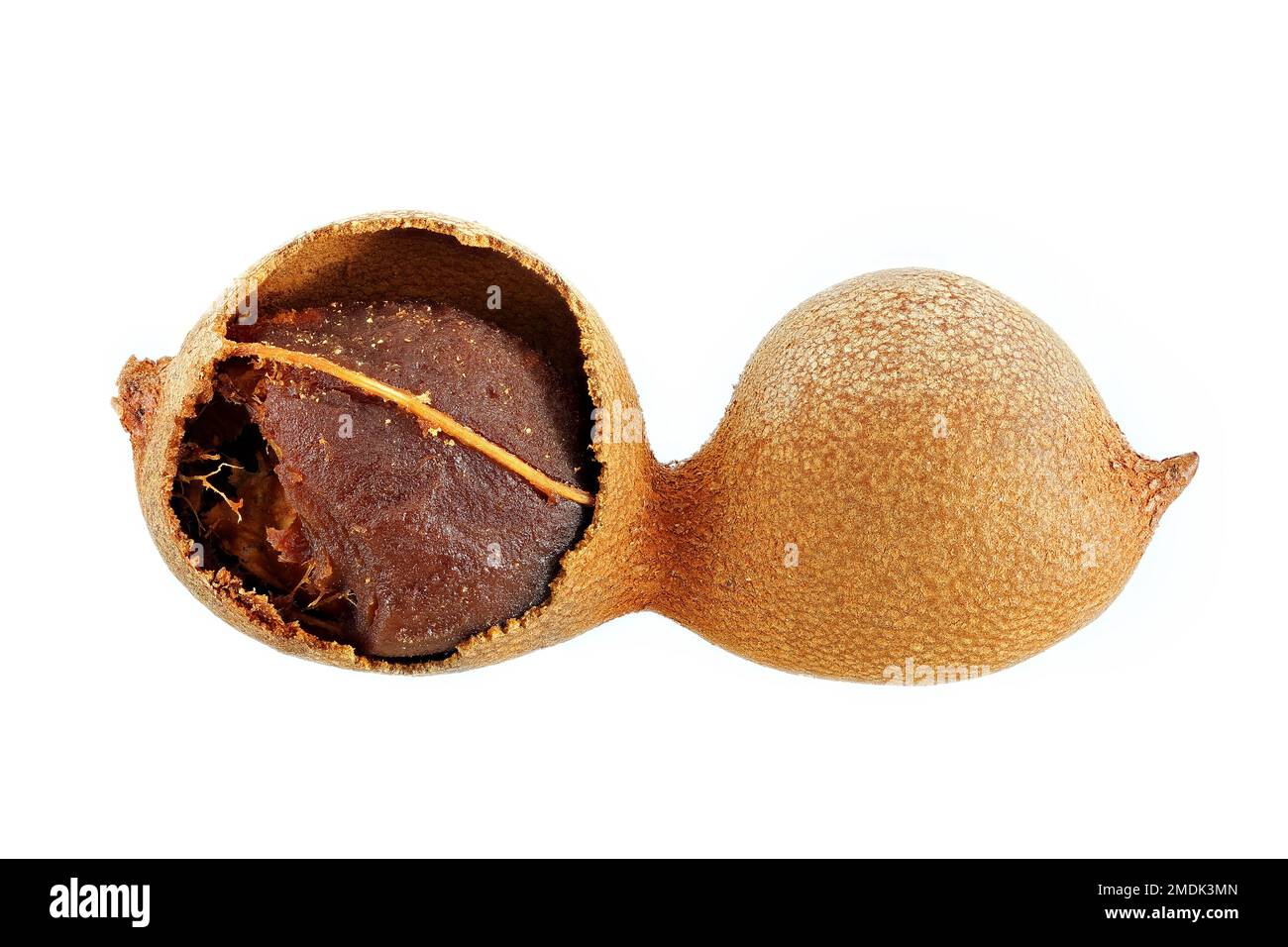 Tamarindus indica, Tamarind, Tamarindenbaum, close up, fruit Stock ...