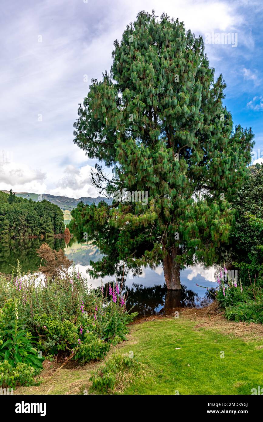 mountain lake in beautiful Colombian nature Stock Photo - Alamy