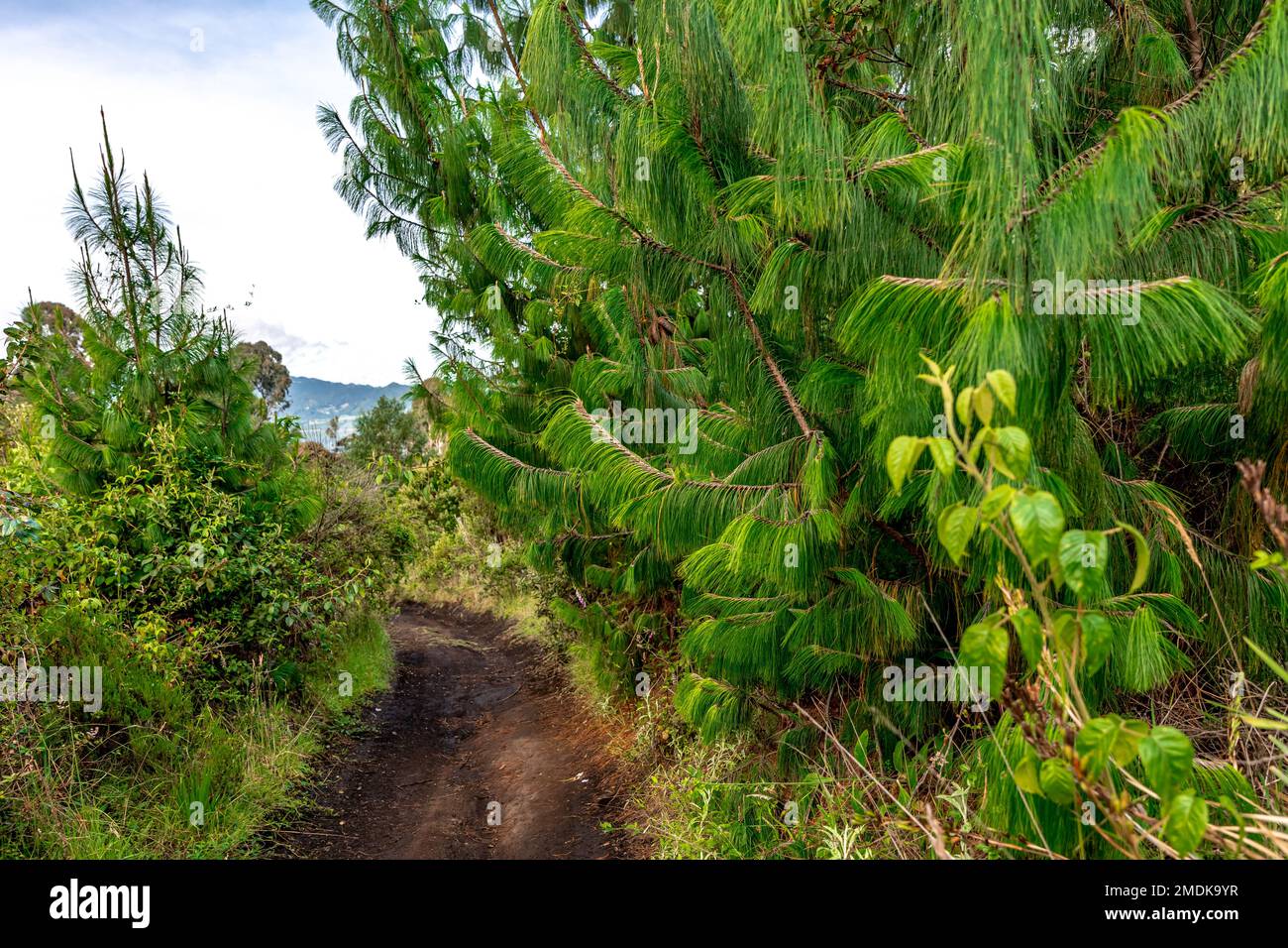 forests and mountains in the beautiful Colombian nature Stock Photo - Alamy