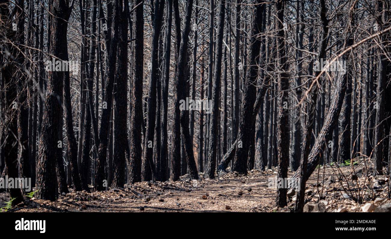 Burnt forest in winter hi-res stock photography and images - Alamy