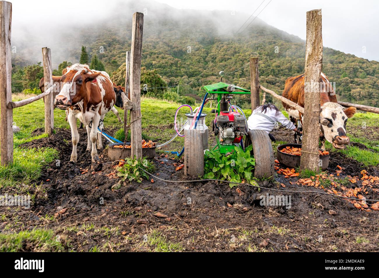 Farmer milking cow in family hi-res stock photography and images - Alamy