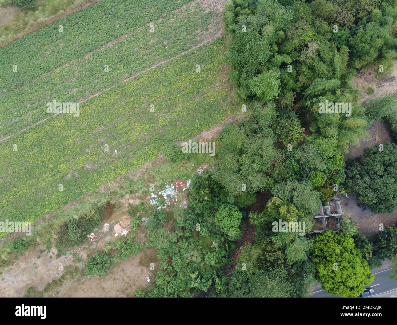 Overhead drone shot of Philippine mung bean farm Stock Photo - Alamy