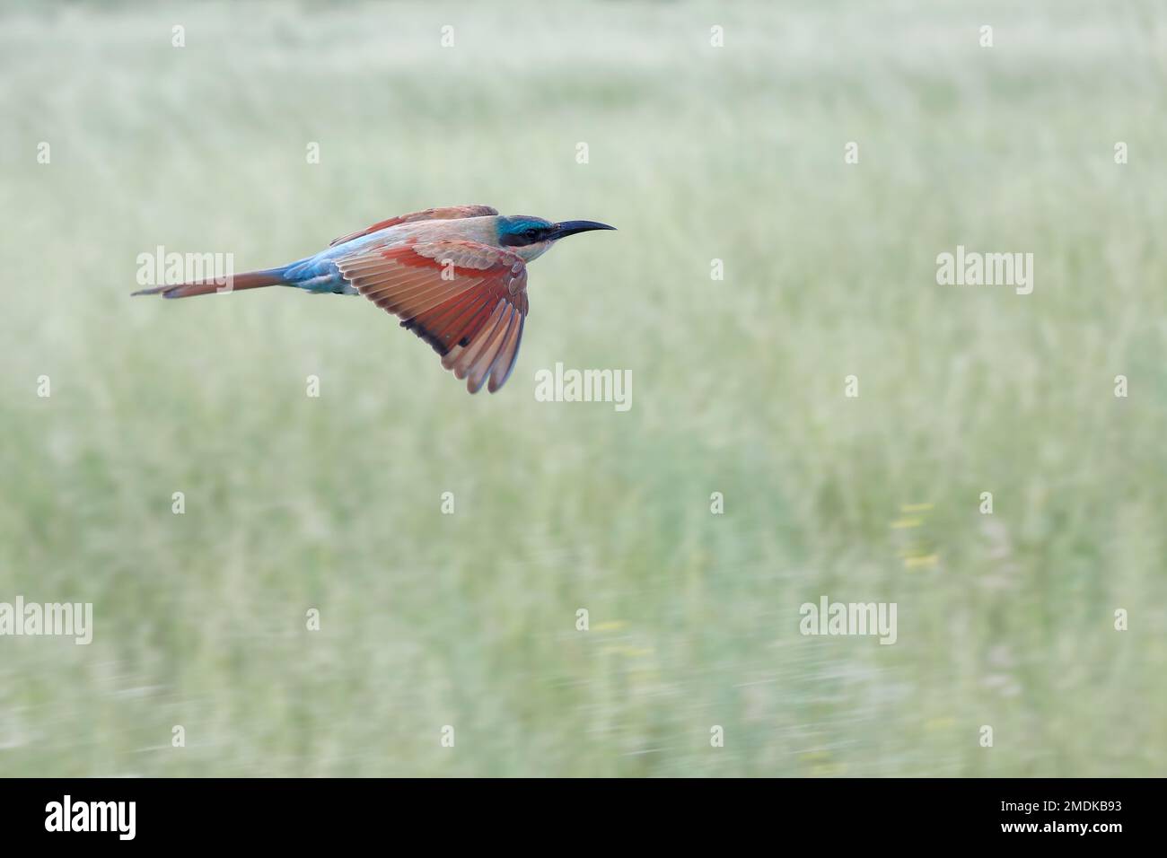 Carmine bee eater botswana hi-res stock photography and images - Alamy