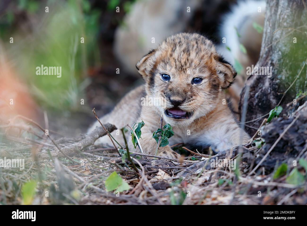 Newborn Baby Lion Cubs