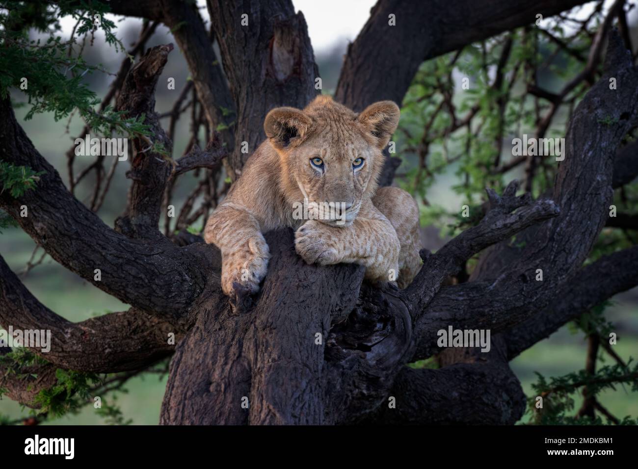A young lion lying in a tree observes its surroundings, malicious look ...