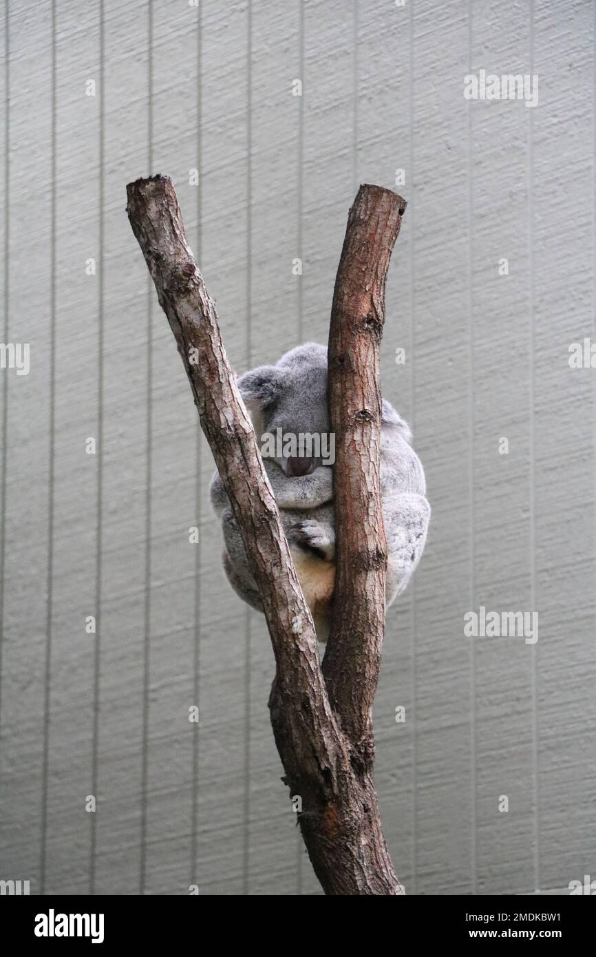 A vertical shot of an adorable fluffy koala napping on a tree branch ...