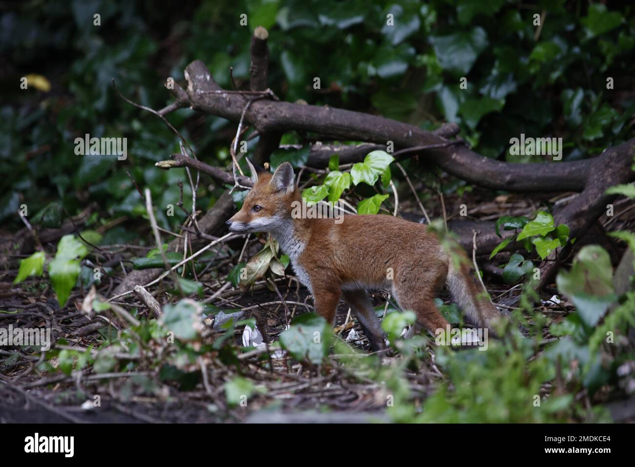 Red fox den garden hi-res stock photography and images - Alamy