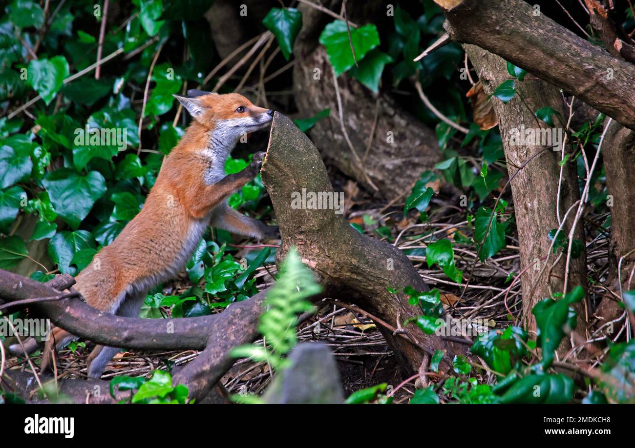 Fox cubs exploring the garden near their den Stock Photo - Alamy