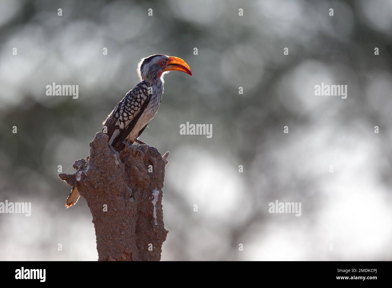 Southern yellow-billed Hornbill (Tockus leucomelas) clear background ...
