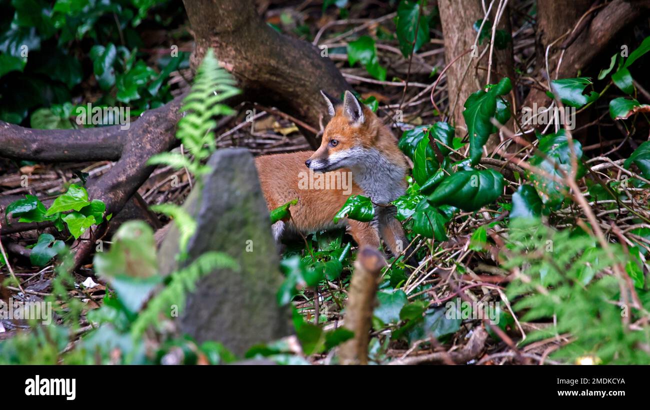 Red fox den garden hi-res stock photography and images - Alamy