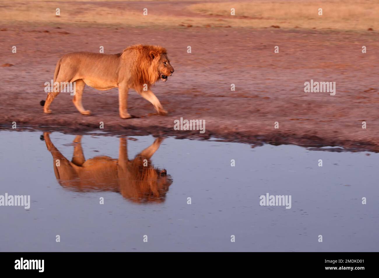 Dominant male lion at the water hole with a nice reflection,Hwange ...