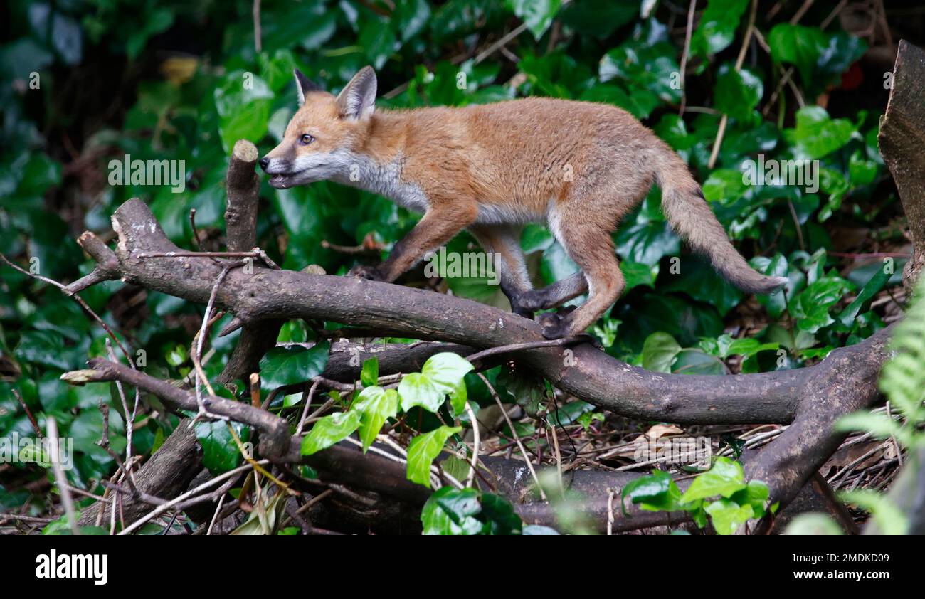 Fox cubs exploring the garden near their den Stock Photo - Alamy
