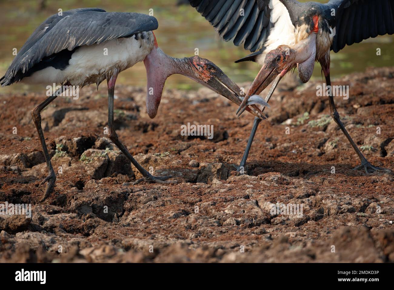 Marabou storks (Leptoptilos crumeniferus) fighting for a fish, catfish ...