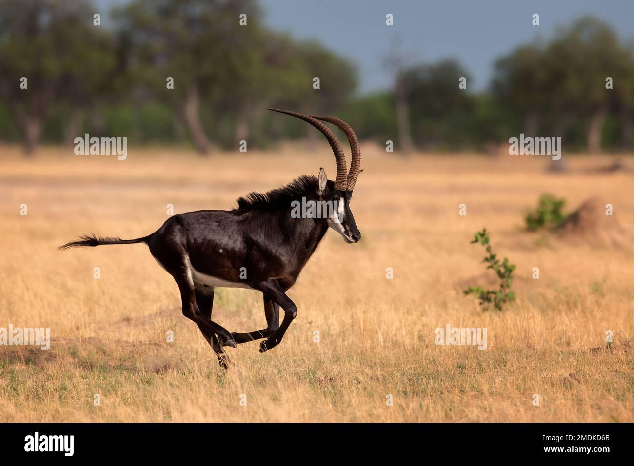 Sable Antelope Running
