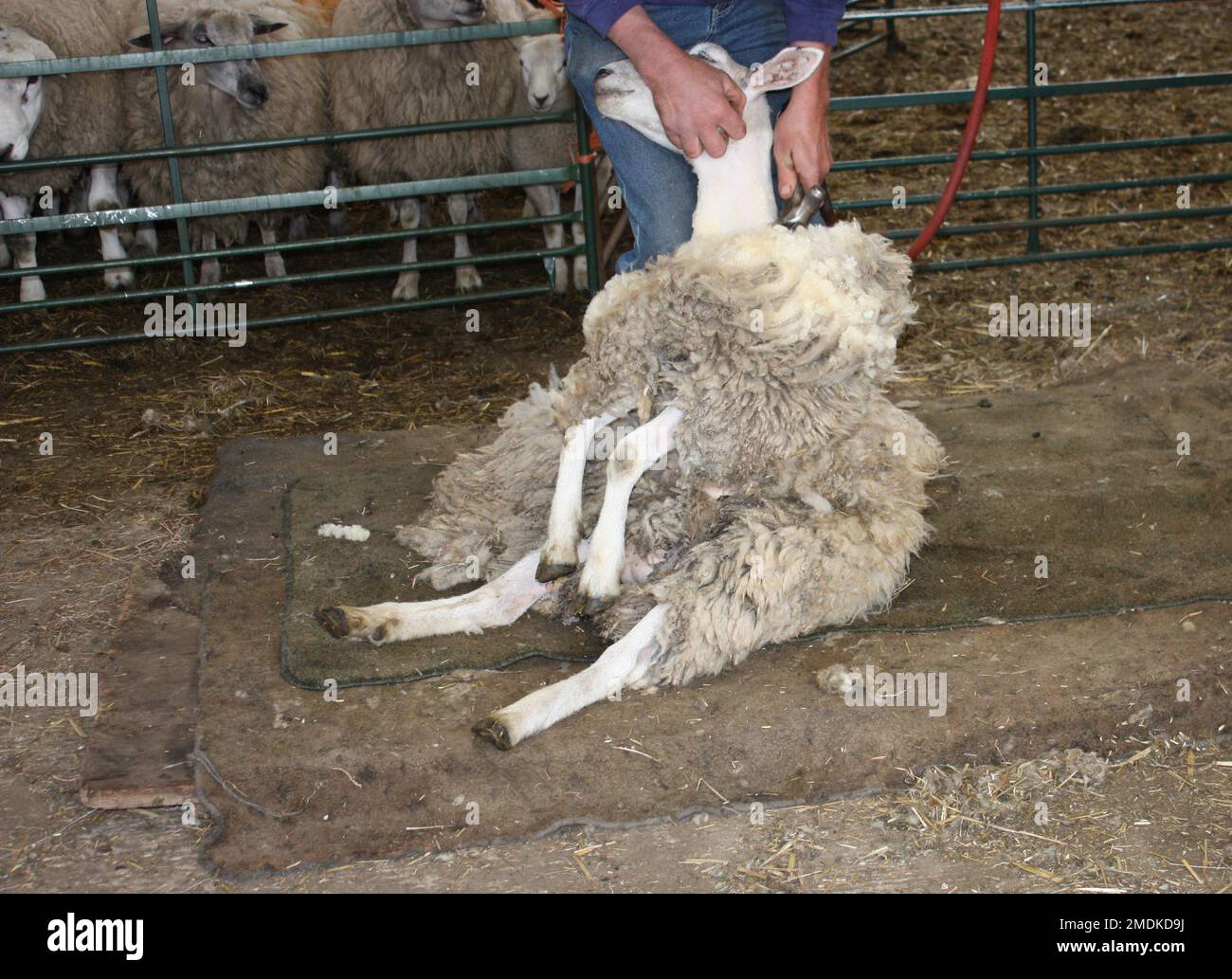 Sheared off hi-res stock photography and images - Alamy