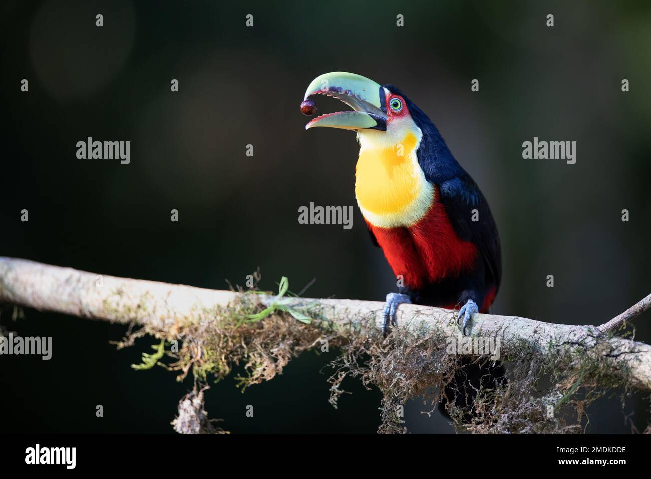 Red breasted Toucan (Ramphastos dicolorus) feeding on seeds, from the ...