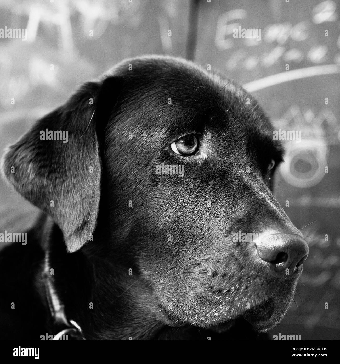 A grayscale closeup of a cute black Labrador Retriever dog Stock Photo ...